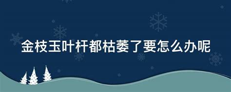 金枝玉叶杆都枯萎了要怎么办呢 业百科