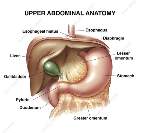 Upper Gi Anatomy
