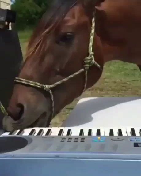 Horse Playing The Piano Funny Animal Video