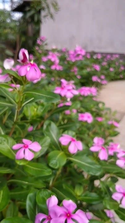 গোপু সোনার বাড়ির ফুল বাগান Shreekrishna Orchard Youtube