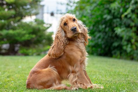 Chien Qui Aboie Top 10 Races Qui Aboient Le Plus
