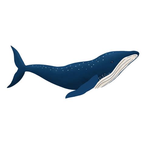 바다에서 수영하는 큰 푸른 고래 일러스트 바다 밑 푸른 고래 고래 Png 일러스트 및 Psd 이미지 무료 다운로드