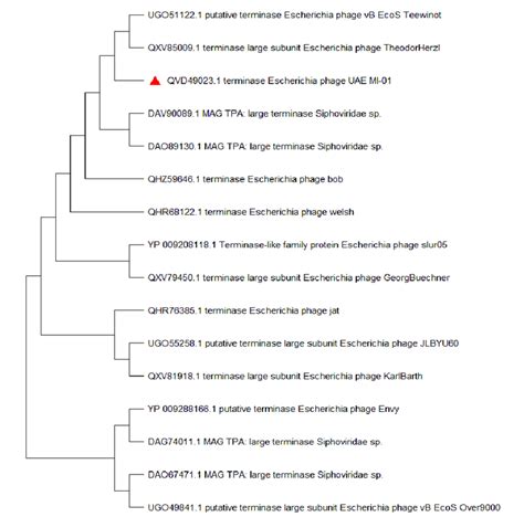 Whole Genome Alignment Of The Phage Uae Mi 01 And Three Phage Genomes Download Scientific
