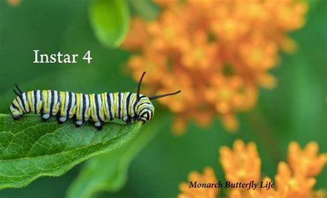 Five Instar Stages Of The Monarch Caterpillar Life Cycle Monarch