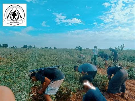 တိုက်ပွဲနားချိန်မှာ တောကြီးမြွေပွေးတပ်ဖွဲ့မှ ပြည်သူတွေရဲ့ကောက်ပဲသီးနှံတွေကို ကူညီရိတ်သိမ်းပေး