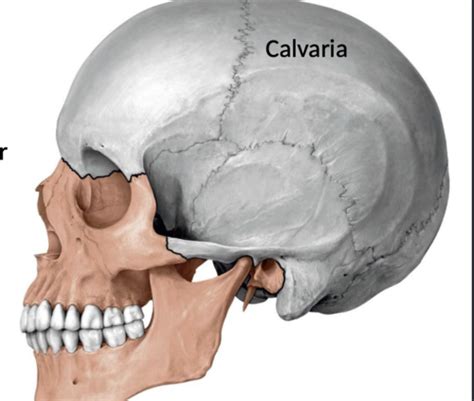 Exam 4 Anatomy Flashcards Quizlet