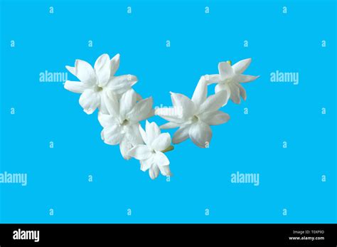 Heart Of Jasmine Flowers Stock Photo Alamy