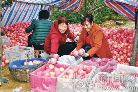 16万吨吉县红富士苹果喜上市 果香甜醉果农脸临汾新闻网