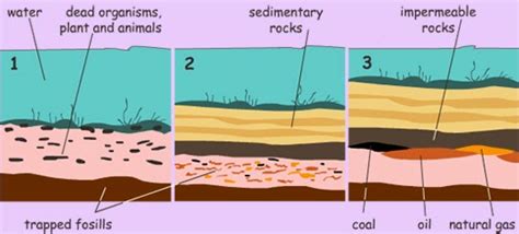 The Importance Of The Fossils And The Suitable Conditions For The Fossils Formation Science Online