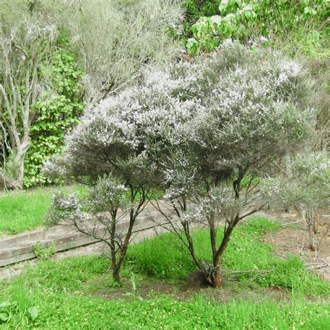 Pittosporum Crassifolium Karo — Naturally Native New Zealand Plants