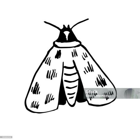 검은 윤곽선에 간단한 손으로 그린 벡터 그리기 곤충 나방은 흰색 배경에 고립 필기용 잉크에 대한 스톡 벡터 아트 및 기타 이미지