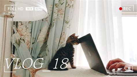 고양이와 함께 하는 웹소설 작가 브이로그ㅣ오나오 만들고 고양이와 놀다가 운전면허 따고 운동하고 조개구이 먹고 고양이와 놀고 일하는 일상ㅣvlog18 Youtube