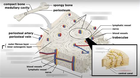 Ch 6 Compact Bone Anatomy Diagram Quizlet