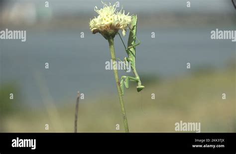Mantodea In Nature Stock Videos And Footage Hd And 4k Video Clips Alamy