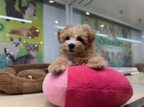 【ひごペットフレンドリー京都店】私のお気に入り！ 京都店