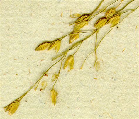 Linnean Herbarium S Linn Panicum Coloratum L