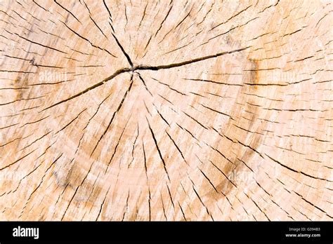 Texture Of Tree Stump As Background Stock Photo Alamy