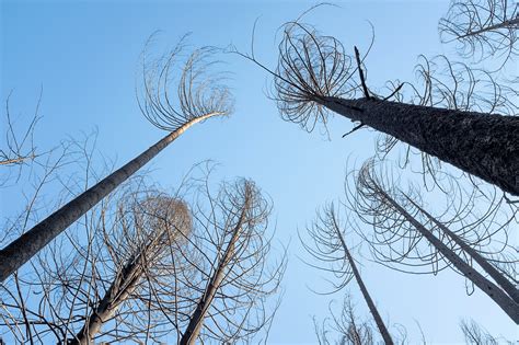 Ground Truths Spotlight David Paul Bayles And Frederick J Swanson Confluence Lab