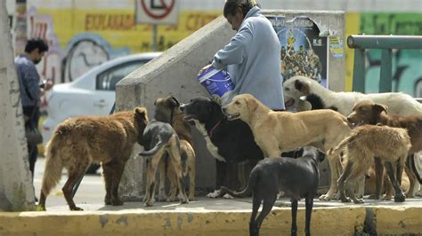 Persona En Situación De Calle Es Atacada Por Jauría De Perros En