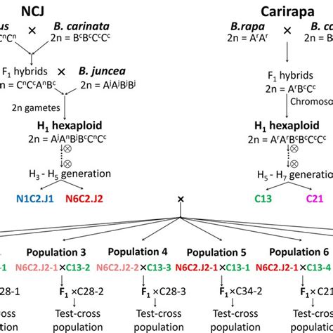 Crossing Scheme The Arrows Indicate The Direction Of The Crossing A Download Scientific