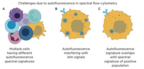 Unveiling The Hidden Signals Overcoming Autofluorescence In Spectral Flow Cytometry Analysis