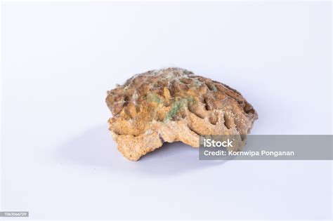 흰개미 둥지와 마운드 클로즈업 곰팡이 빗 보육 갤러리 부분은 흰색 배경에 고립 된 녹색 Muscadine 로 덮여 있습니다 0