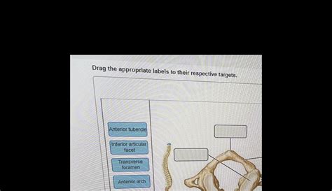 Answered Drag The Appropriate Labels To Their Respective Targets Kunduz