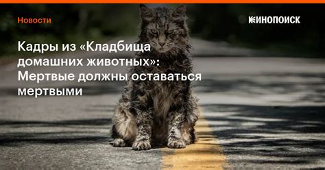 Кадры из «Кладбища домашних животных Мертвые должны оставаться мертвыми — Новости на Кинопоиске