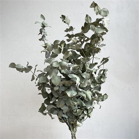 Dried Eucalyptus Cinerea Natural Sage Green To Grey Up To 70cm Flyp