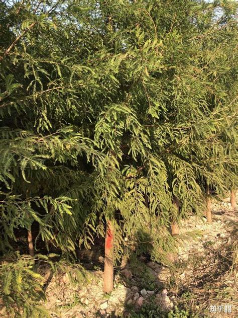 松树，柏树和杉树的区别？ 知乎