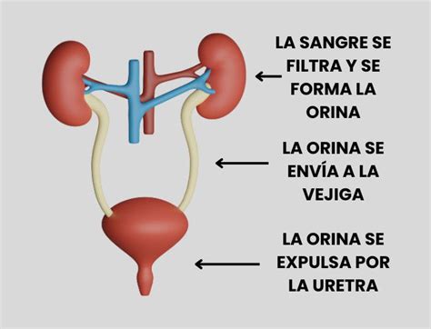 Sistema Excretor Qué Es Partes Y Función Enciclopedia Significados