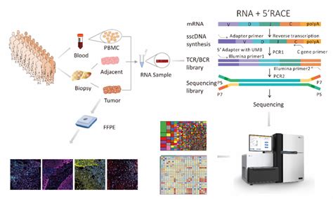 the clinical insights gained from t cell receptor sequencing in