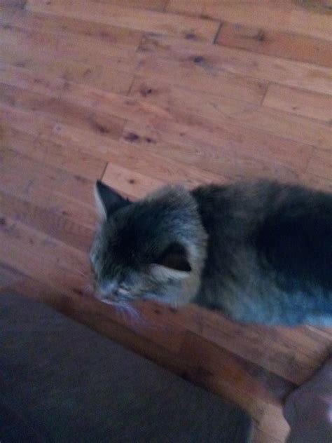 Cccccccccccccccccccccccccaaaaaaaaaaaaaaaaasaaaaaaaaatttttttttttttttttttttttttttttttttttt R