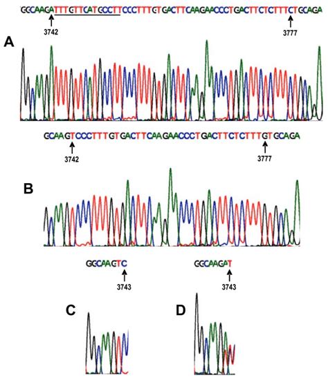 Sequence Electropherograms Obtained From 8 3 Untranslated Region Download Scientific Diagram