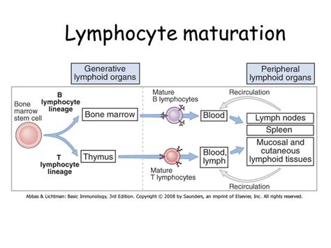 Image Result For Lymphocyte Maturation Immunology Stem Cells Lymph Nodes