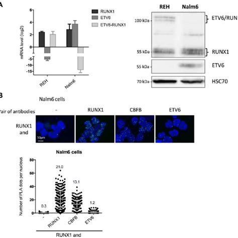 Abbreviations Array Cgh Microarray Based Comparative Genomic Download Scientific Diagram
