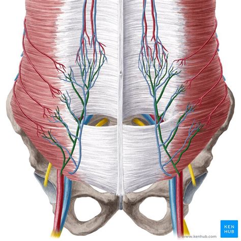 Rectus Abdominis Muscle Artofit
