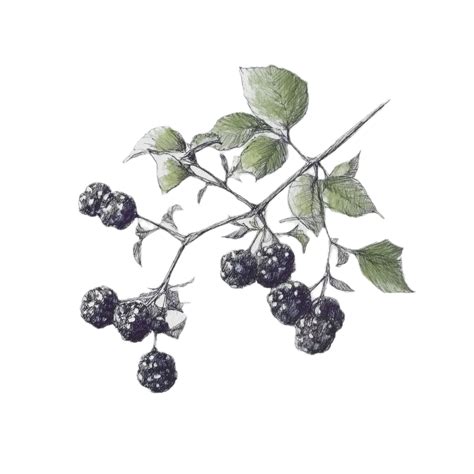 Bramble Wildlife Rehabilitation Management