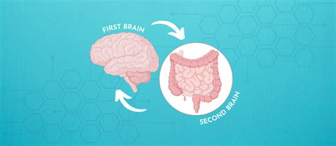 The Second Brain Unlocking The Secrets Of Gut Health For Cognitive Clarity