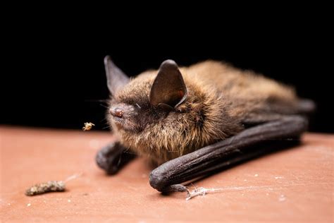 100 Amazing Bat Facts That You Never Knew About