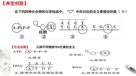 高中生物人教版 2019 必修1《分子与细胞》第5章 细胞的能量供应和利用第2节 细胞的能量“货币”atp备课课件ppt 教习网 课件下载