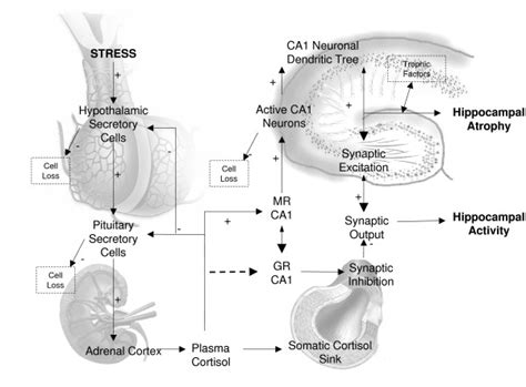 Physiological Basis Of Sbml Model This Figure Describes The
