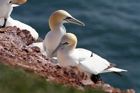 Northern Gannet Pair Birdnote