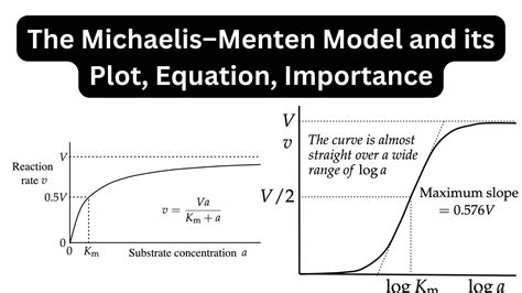 Enzymes Structure Types Mode Of Action Functions Applications Examples Biology Notes Online