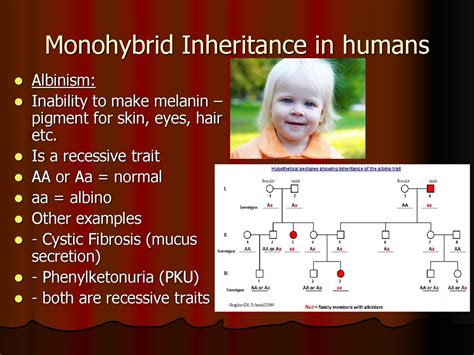 Monohybrid Inheritance Ppt Download