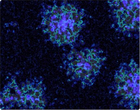 Novel Microscope Allows Real Time 3 D Visualization Of Cells