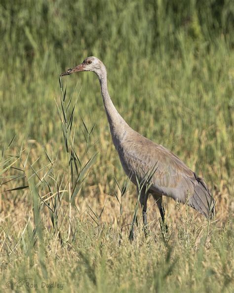 How To Photograph Sandhill Cranes At Imogen Webb Blog