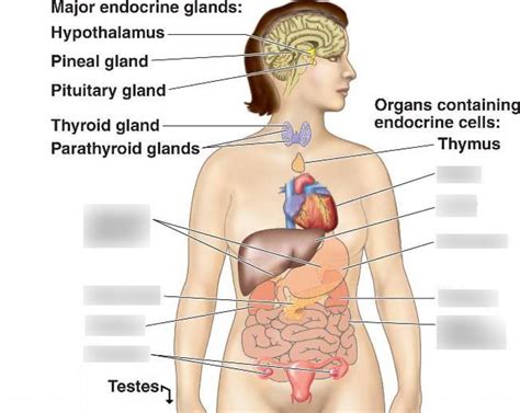 Endocrine System And Hormones Pt 1 Diagram Quizlet