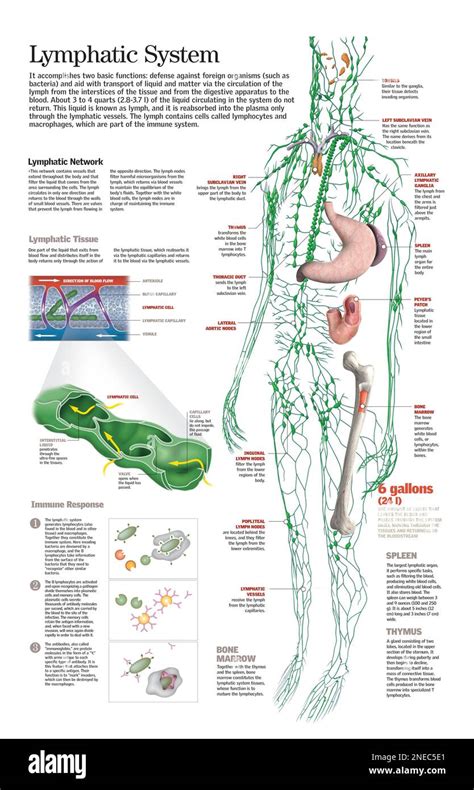 Infographic On The Lymphatic System And Its Functions In The Human Body