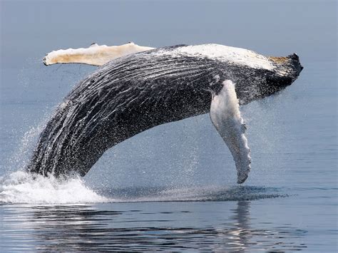 Rebounding Whale Populations Are Good For Ocean Ecosystems Science Aaas
